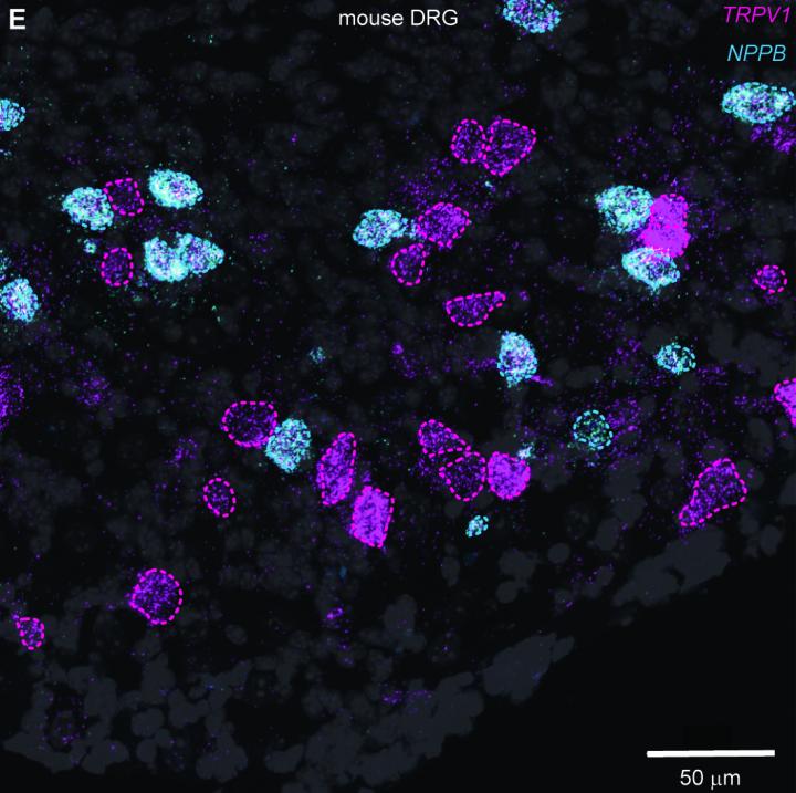 Scratching an Itch in Mice with New Small Mol | EurekAlert!