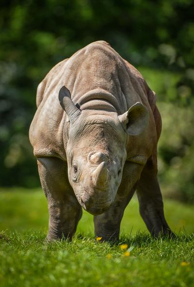 Black Rhino Reproduction [IMAGE] | EurekAlert! Science News Releases