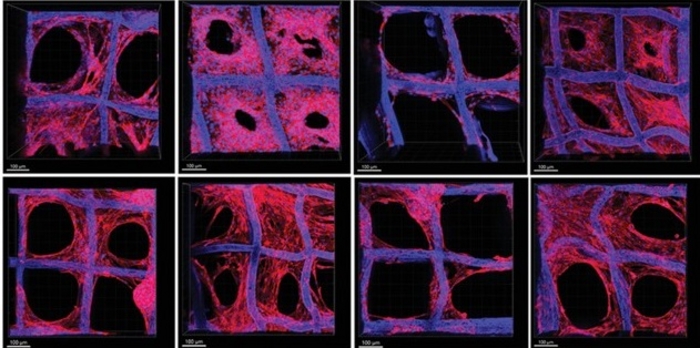 Scaffolding for cultured meat [IMAGE] | EurekAlert! Science News Releases