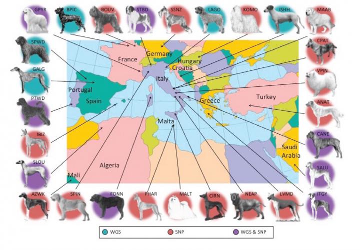Origins of the Dog Breeds Stud [IMAGE] | EurekAlert! Science News Releases