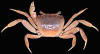 Blue Land Crab ( Cardisoma g [IMAGE] | EurekAlert! Science News Releases
