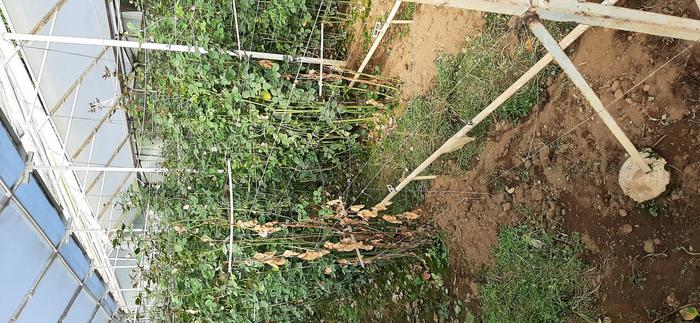 A fungal pathogen, Rosellinia [IMAGE] | EurekAlert! Science News Releases