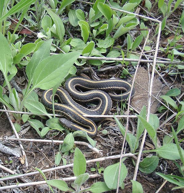 Snake [IMAGE] | EurekAlert! Science News Releases