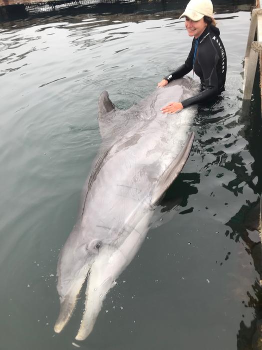 Dolphin3 [IMAGE] | EurekAlert! Science News Releases