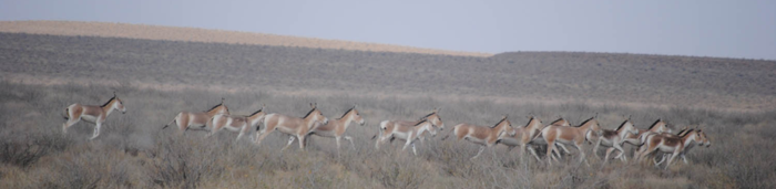 Onagers in Iran [IMAGE] | EurekAlert! Science News Releases