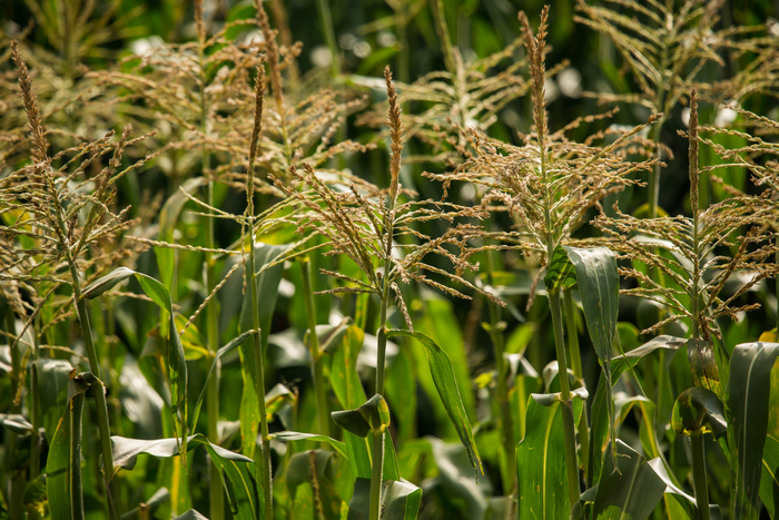 Maize [IMAGE] | EurekAlert! Science News Releases