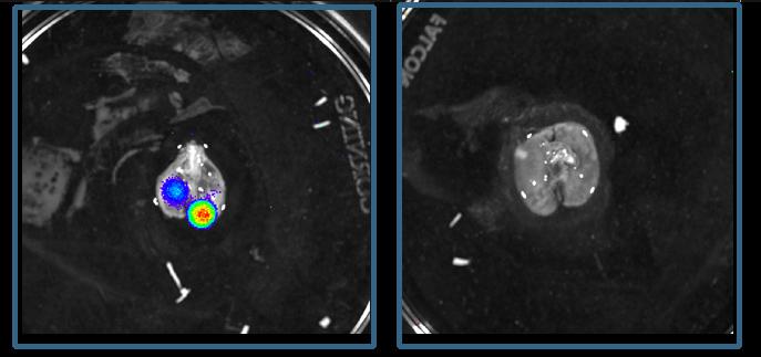 Mouse Lungs [IMAGE] | EurekAlert! Science News Releases