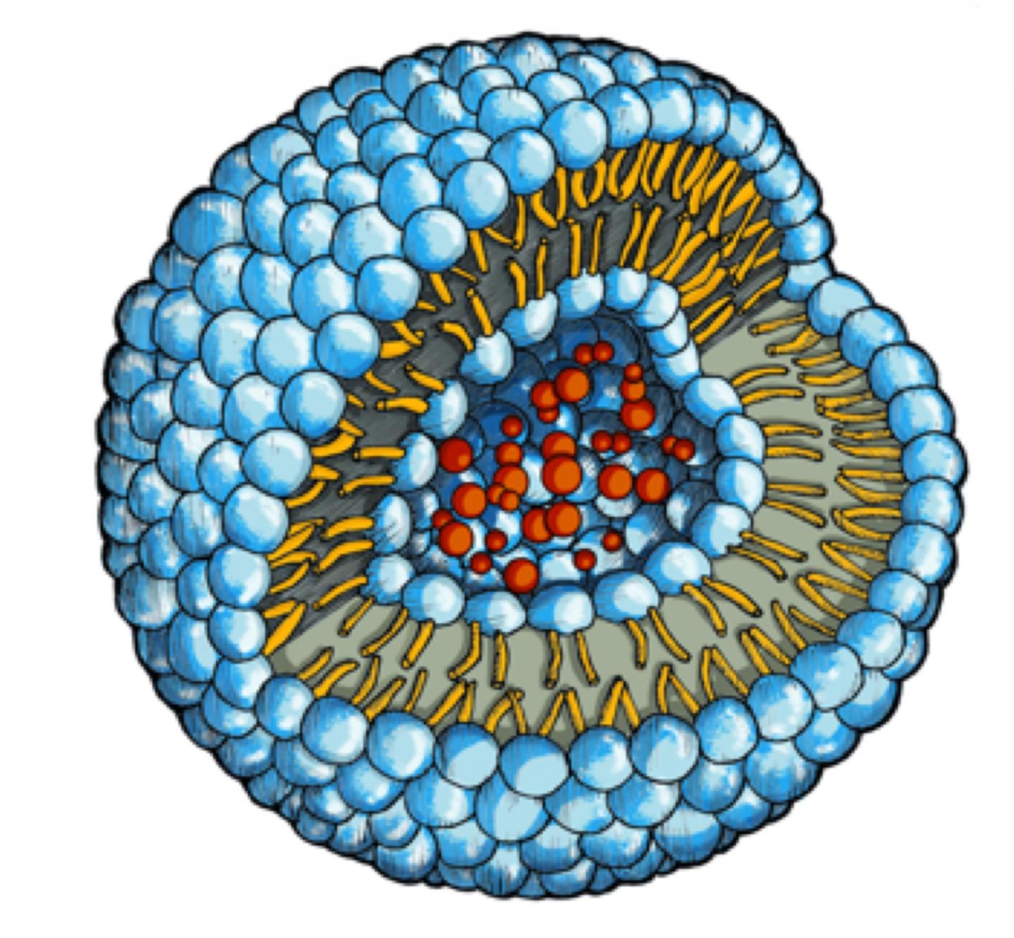 Drug Molecules within the Phos [IMAGE] | EurekAlert! Science News Releases