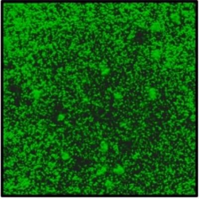Biofilm in Space [IMAGE] | EurekAlert! Science News Releases