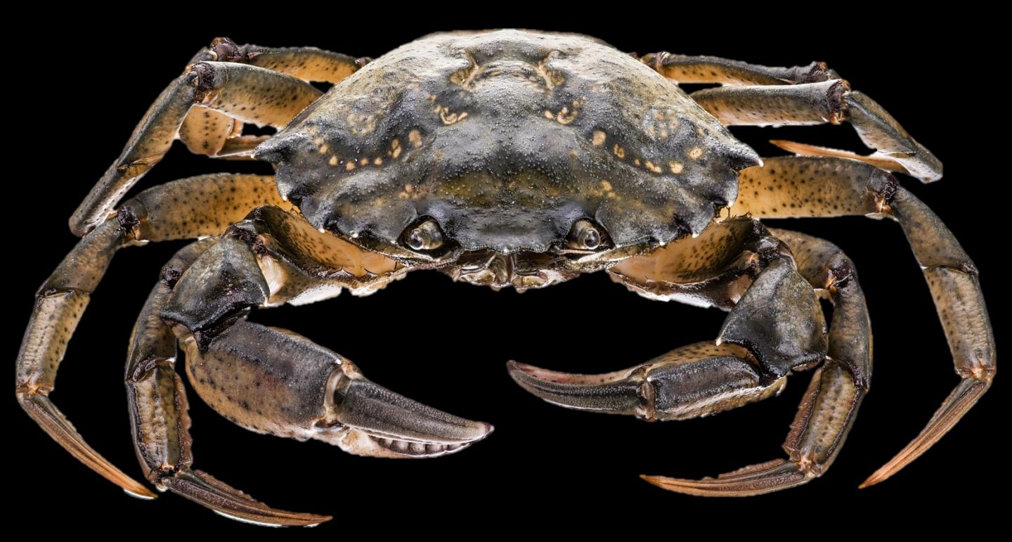 Shore Crab [IMAGE] | EurekAlert! Science News Releases