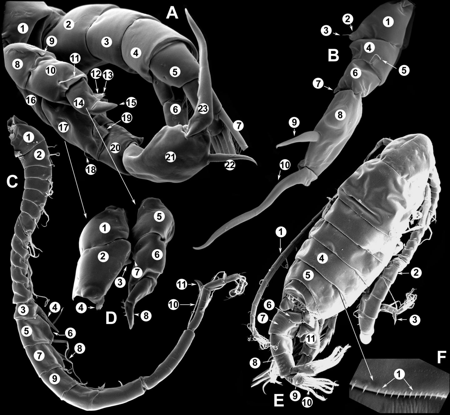 Diaptomidae [IMAGE] | EurekAlert! Science News Releases