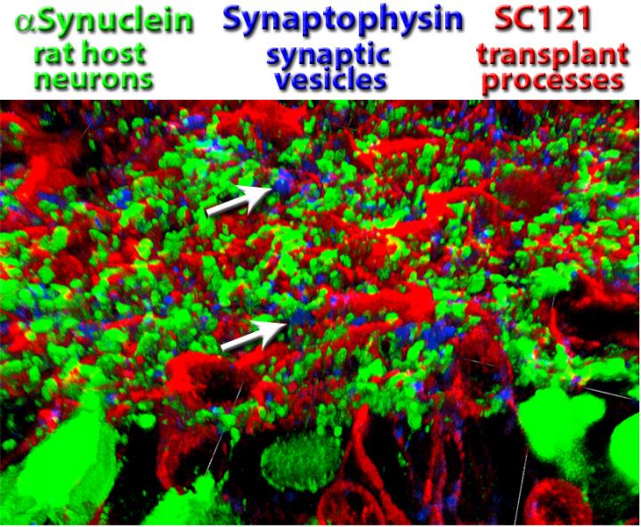 Retina Transplant Connectivity [IMAGE] | EurekAlert! Science News Releases