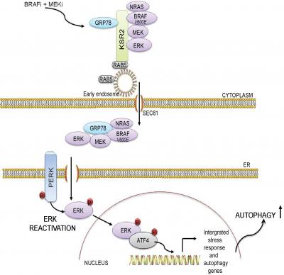 ER Translocation [IMAGE] | EurekAlert! Science News Releases