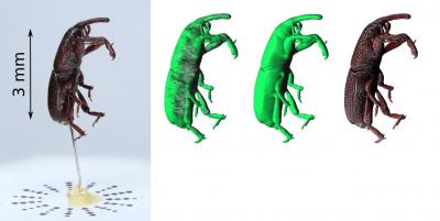 Wheat Weevil Photograph Versus [IMAGE] | EurekAlert! Science News Releases