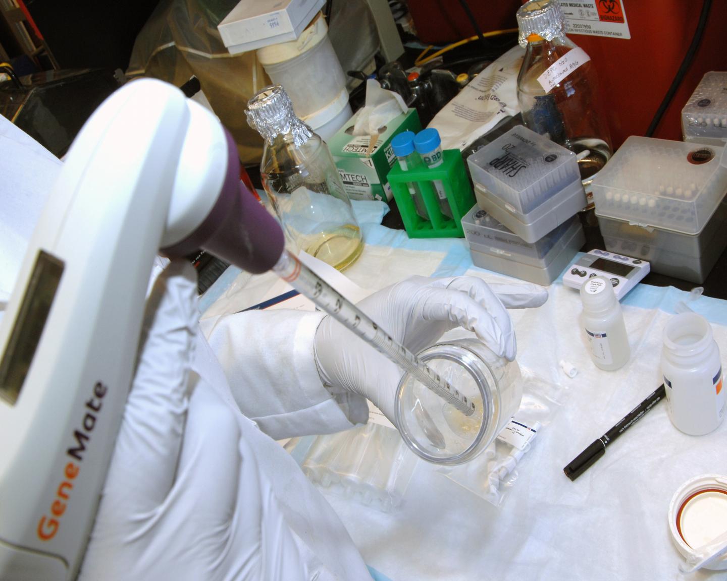 Making mice a tiny bit more human to study pr | EurekAlert!