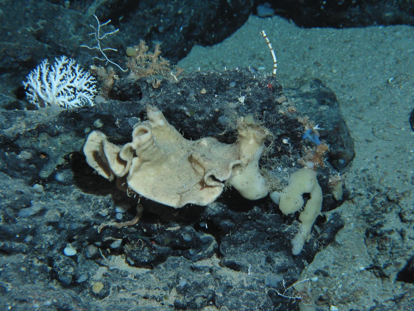 Deep-Water Marine Sponge [IMAGE] | EurekAlert! Science News Releases