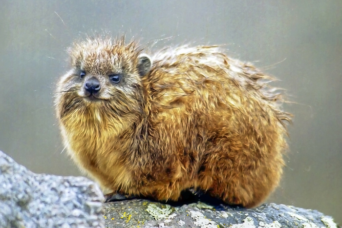 Hyrax [IMAGE] | EurekAlert! Science News Releases