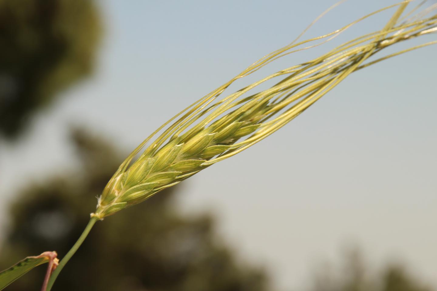 Wild Emmer Wheat [IMAGE] | EurekAlert! Science News Releases