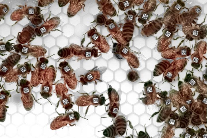 Barcoded Bees: Photo [IMAGE] | EurekAlert! Science News Releases