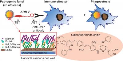 ARM-Fs [IMAGE] | EurekAlert! Science News Releases