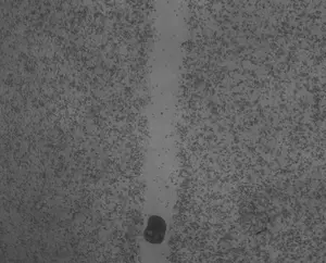 A swarm of Anthrobots [VIDEO] | EurekAlert! Science News Releases