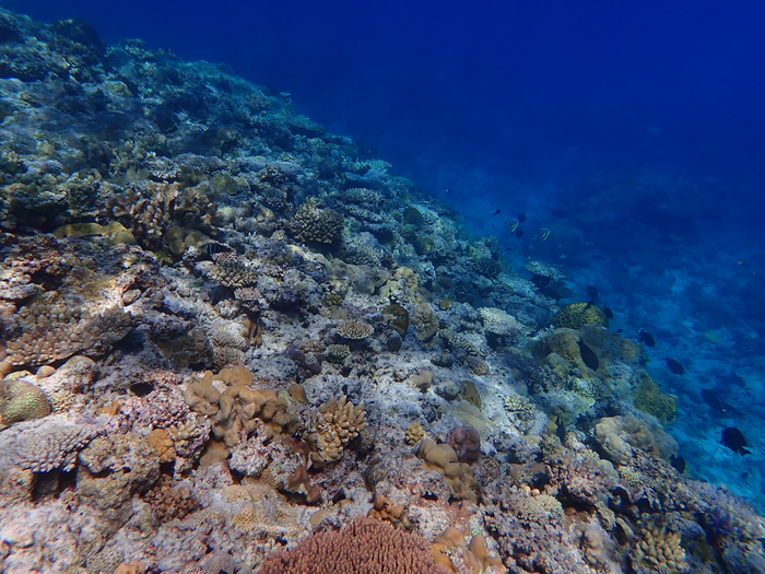 Coral reefs off Taiping Island [IMAGE] | EurekAlert! Science News Releases