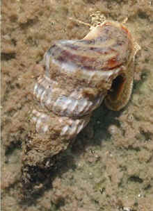 Ladder Hornsnail ( Cerithidea scalariformis | EurekAlert!