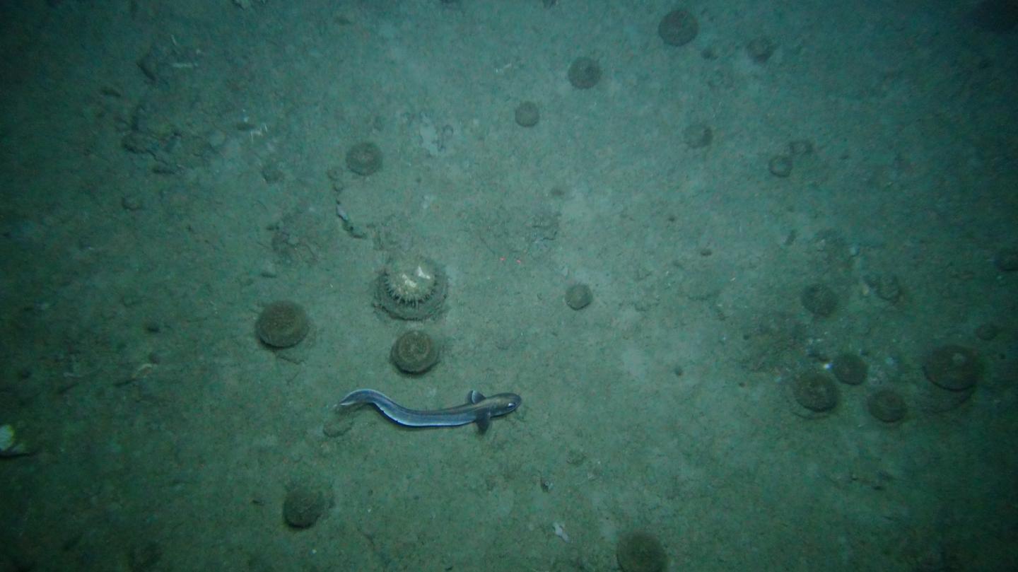 Roundnose Grenadier [IMAGE] | EurekAlert! Science News Releases