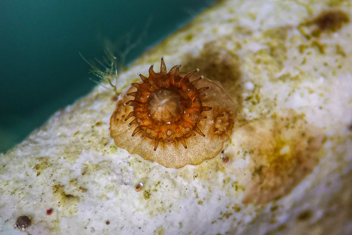 Baby coral [IMAGE] | EurekAlert! Science News Releases