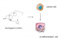 From tamoxifen to dendrogenin A: Discovery of | EurekAlert!