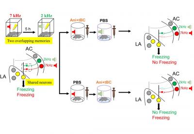 Figure 2: Synapse-Specific Mem [IMAGE] | EurekAlert! Science News Releases