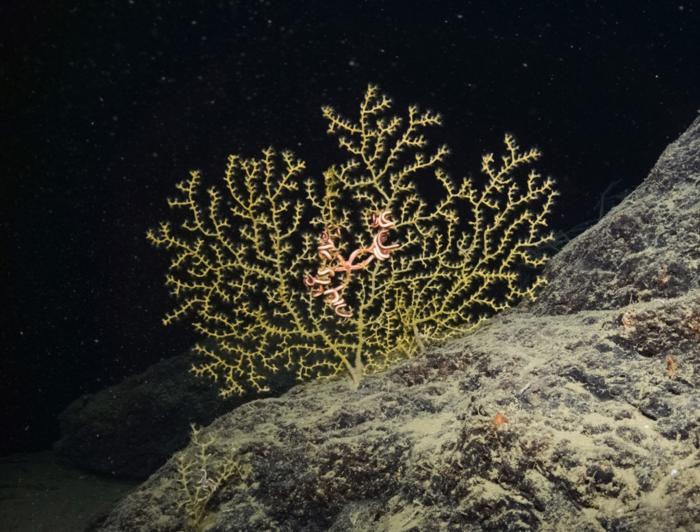 Healthy coral [IMAGE] | EurekAlert! Science News Releases
