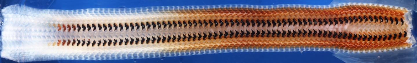 Cryptochiton stelleri [IMAGE] | EurekAlert! Science News Releases