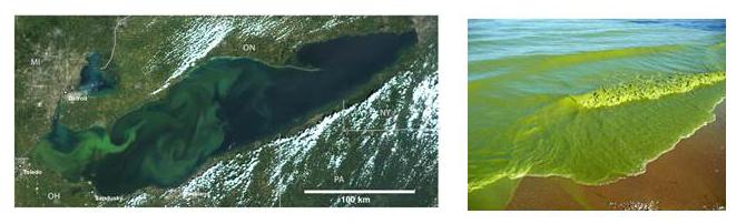 Lake Erie Algal Bloom [IMAGE] | EurekAlert! Science News Releases