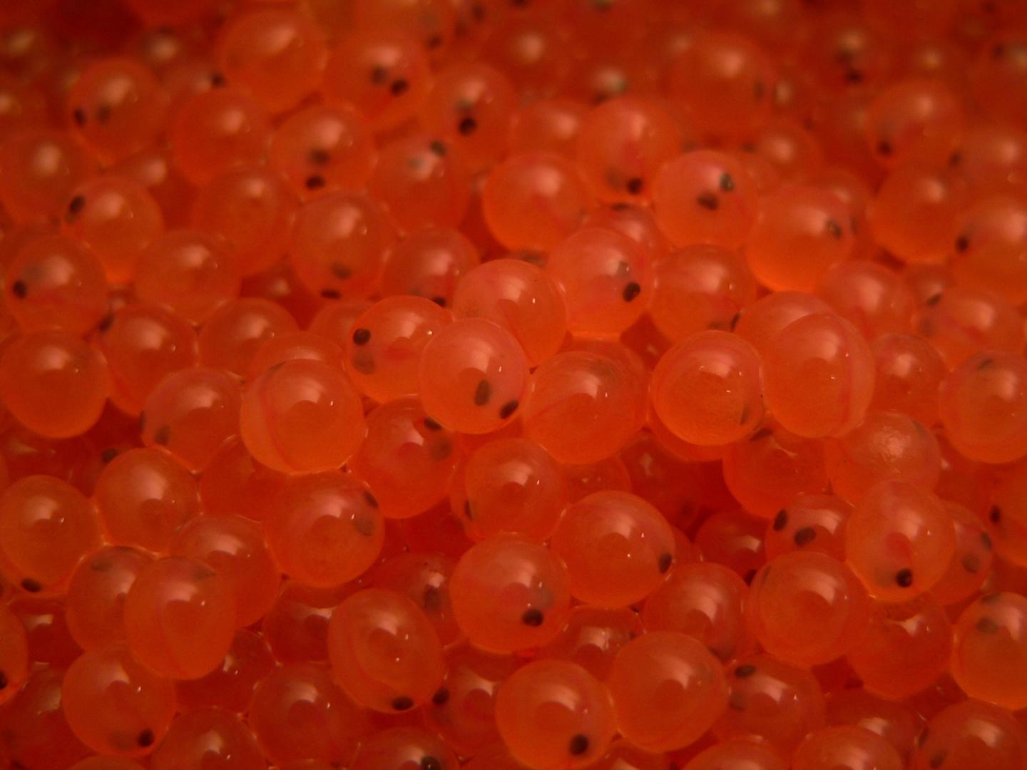 Snake River Sockeye Salmon Egg [IMAGE] | EurekAlert! Science News Releases