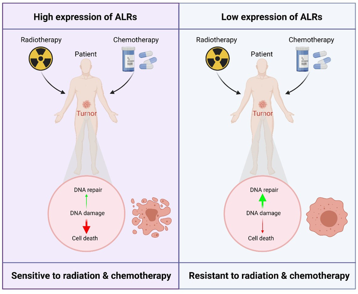 The DNA sensors ALRs regulate genome repair a | EurekAlert!