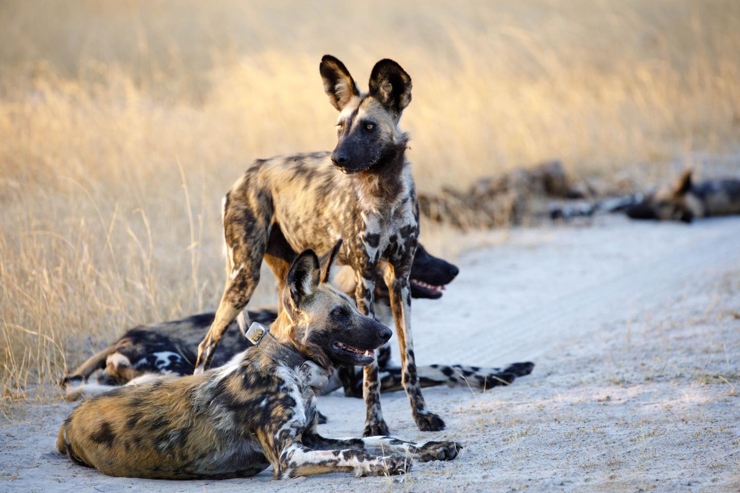 Group of wild dogs [IMAGE] | EurekAlert! Science News Releases