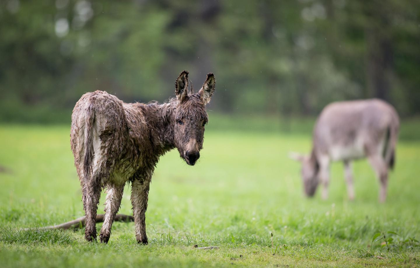 A Better Understanding of the Donkey Genome ( | EurekAlert!