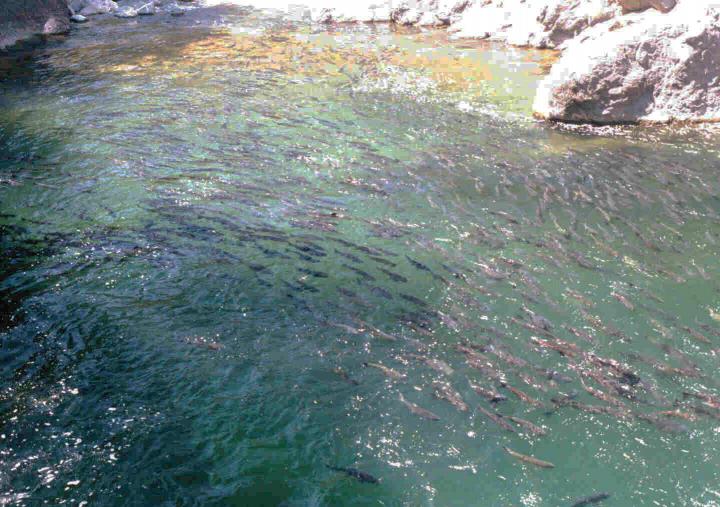 Spring-run and fall-run Chinook salmon aren't | EurekAlert!