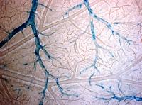 Controlling Inflated Blood Vessels (3 of 7) | EurekAlert!