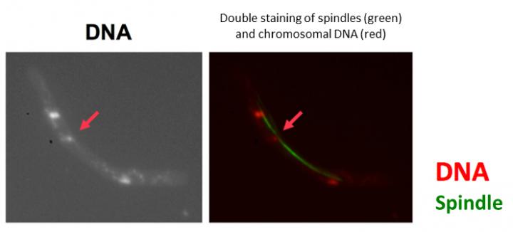 DNA Staining [IMAGE] | EurekAlert! Science News Releases