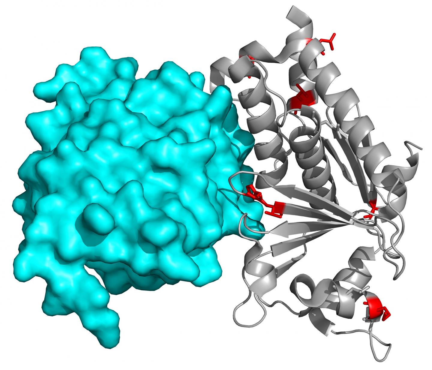 Ebolavirus Protein VP24 [IMAGE] | EurekAlert! Science News Releases
