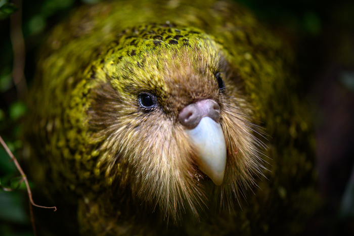 Close-up of kākāpō [IMAGE] | EurekAlert! Science News Releases