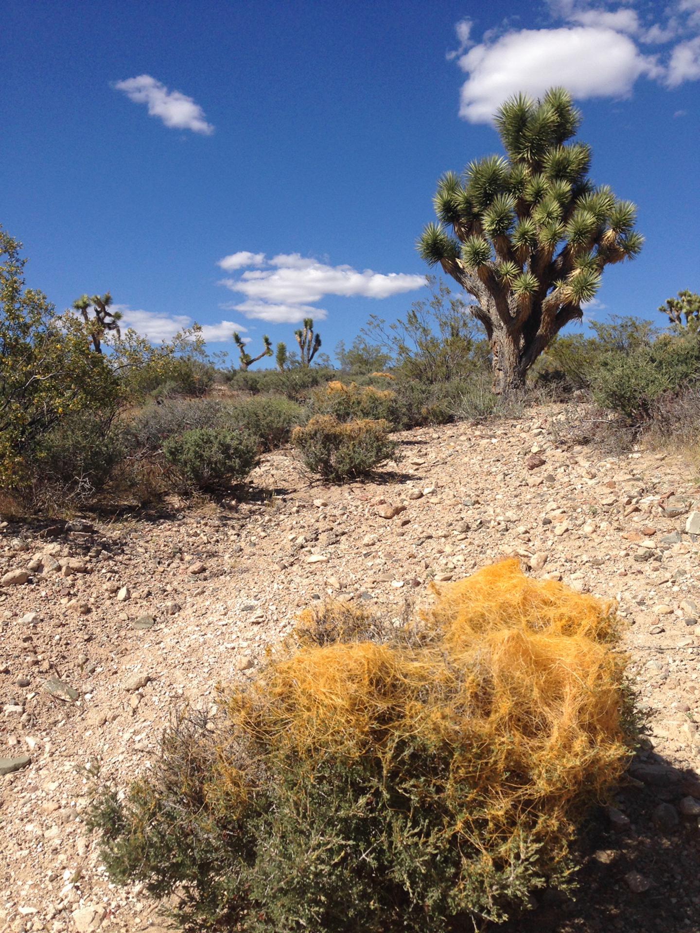 Cuscuta sp. Utah [IMAGE] | EurekAlert! Science News Releases