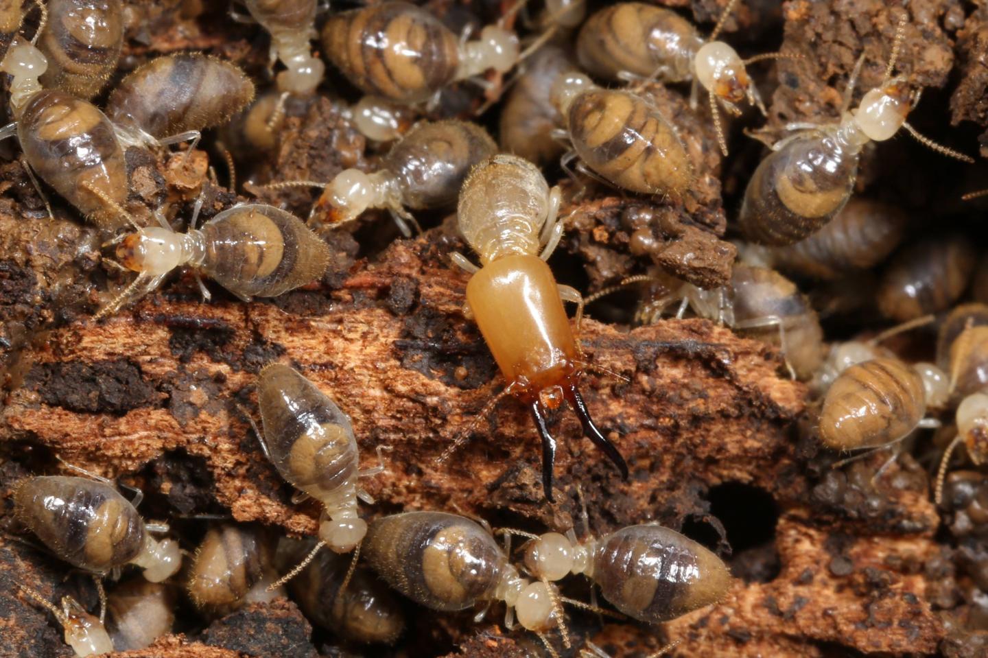 Termite Workers and Soldier [IMAGE] | EurekAlert! Science News Releases