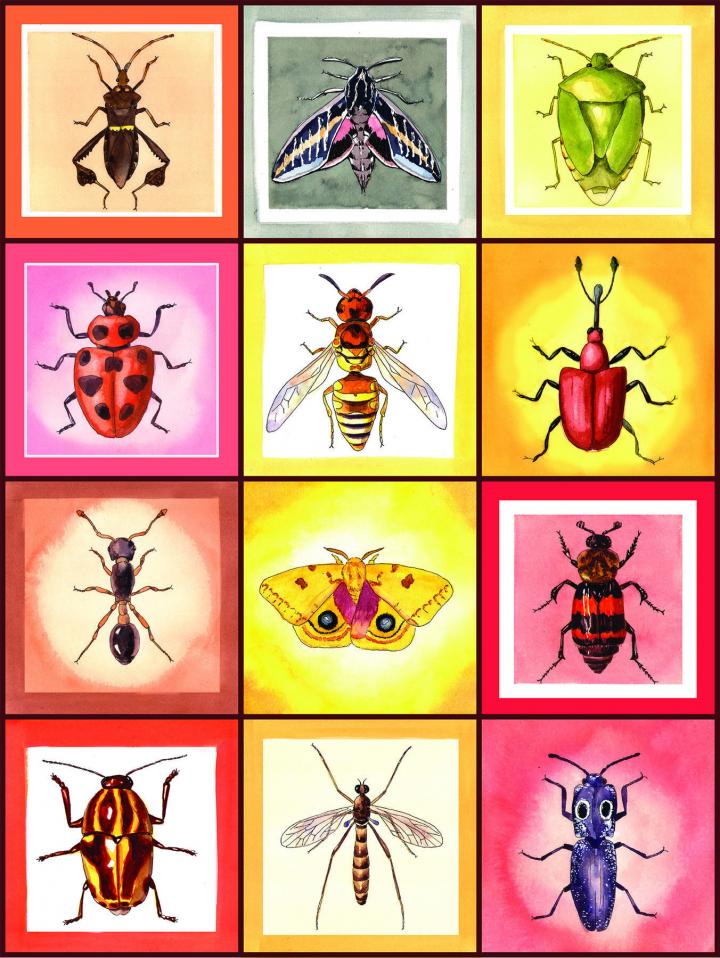 Insects Make Up The Majority O [IMAGE] | EurekAlert! Science News Releases