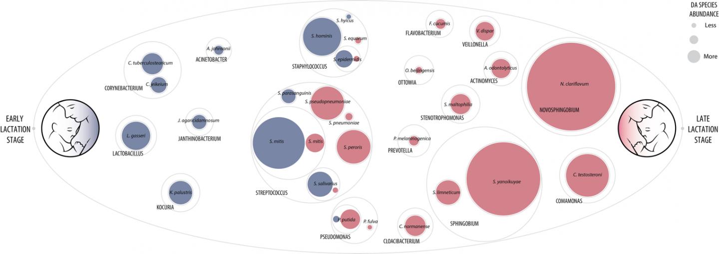 Figure 2: An illustration of t [IMAGE] | EurekAlert! Science News Releases