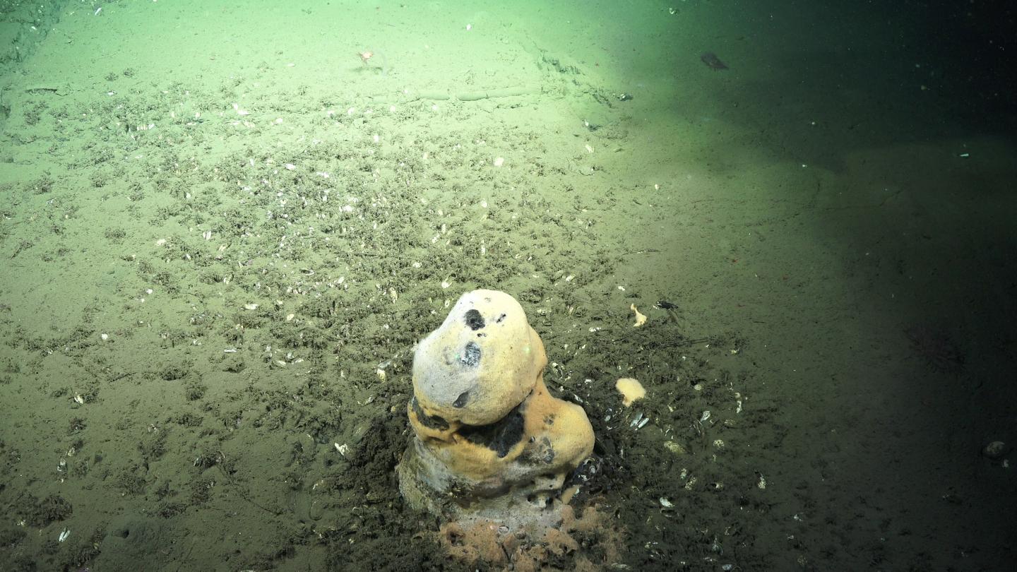 The Point Dume methane seep [IMAGE] | EurekAlert! Science News Releases