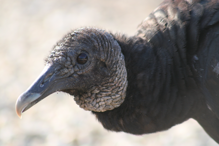 Black vulture [IMAGE] | EurekAlert! Science News Releases