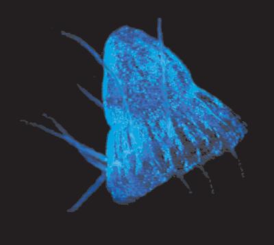 Lighting up the Oceans (3 of 5 [IMAGE] | EurekAlert! Science News Releases